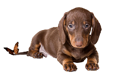 Pieseczki mireczki: Animowane obrazki i gify - Psy jamniki