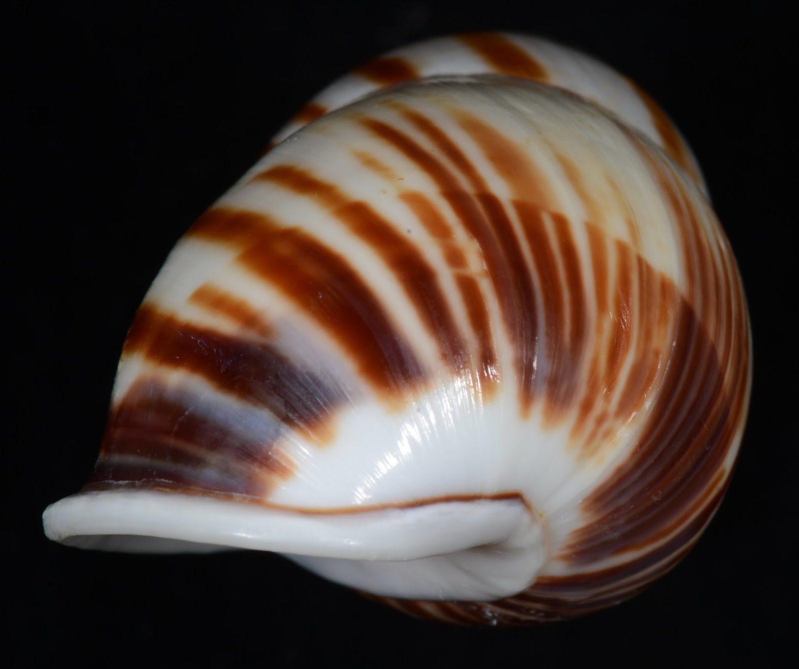 Dr. Lee's Gallery Museum: Amphidromus perversus borneensis 47.25mm