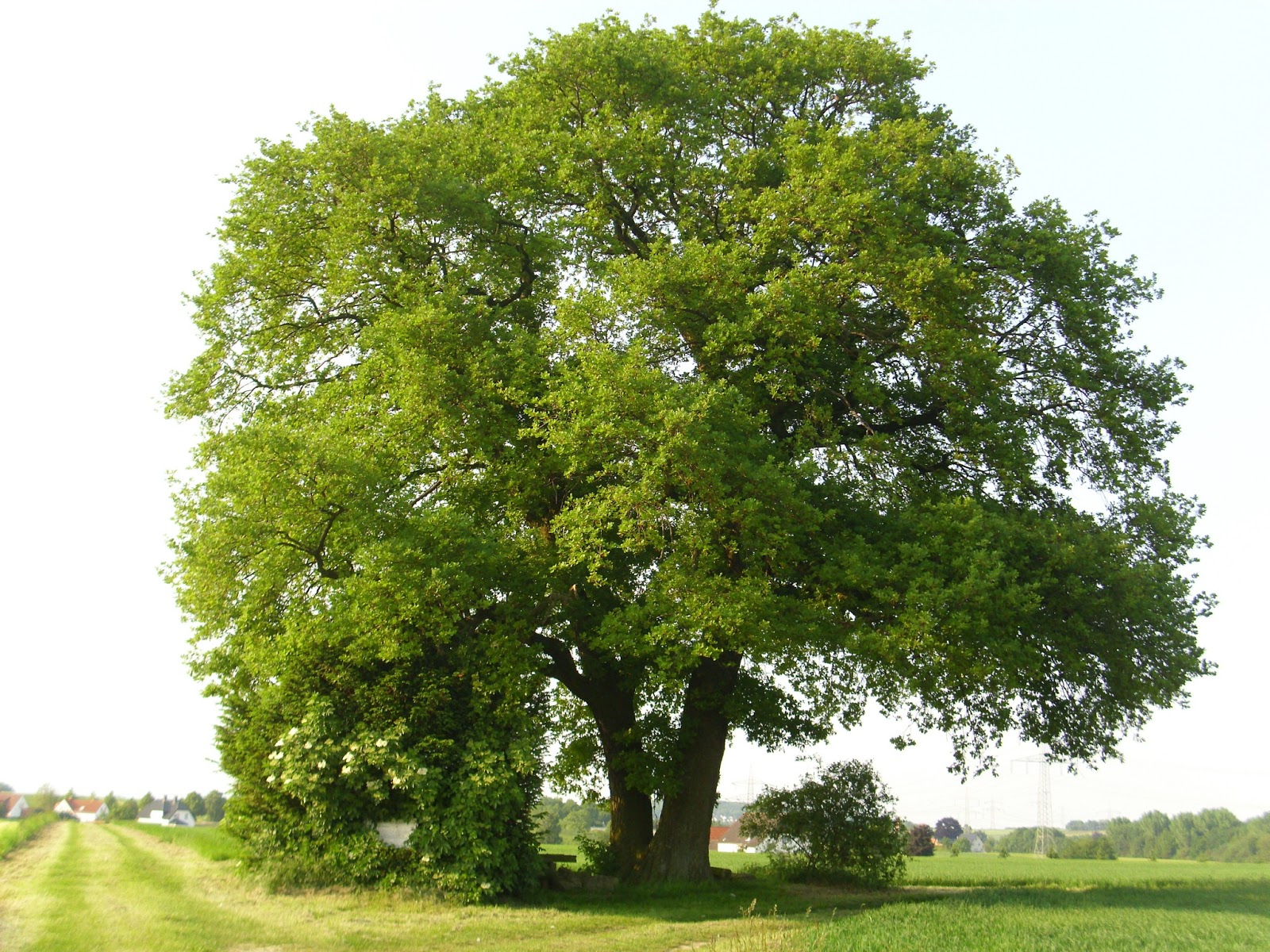 Herforder Bäume: freistehende Eichen in Oetinghausen