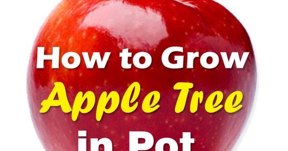 G 4 Gardening: Learn how to grow an apple tree in container