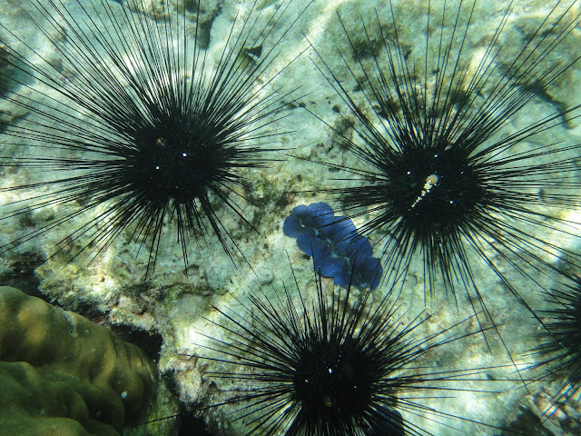 Travelling With Kids Travel Blog: Snorkelling off Koh Lipe...
