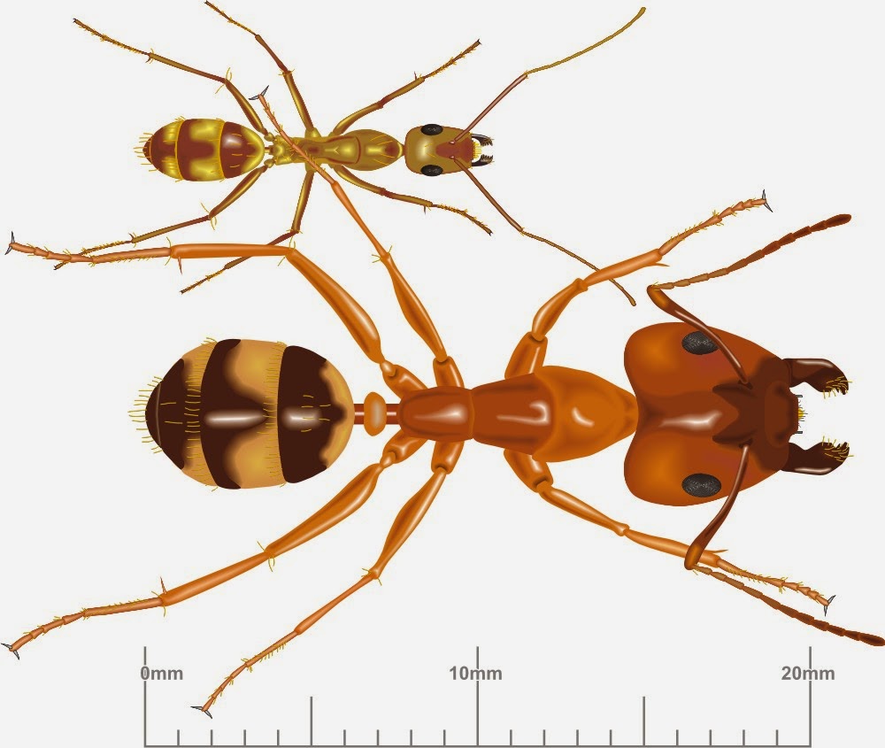 - Ants of Southern Africa -: Ants that are larger than 10mm long