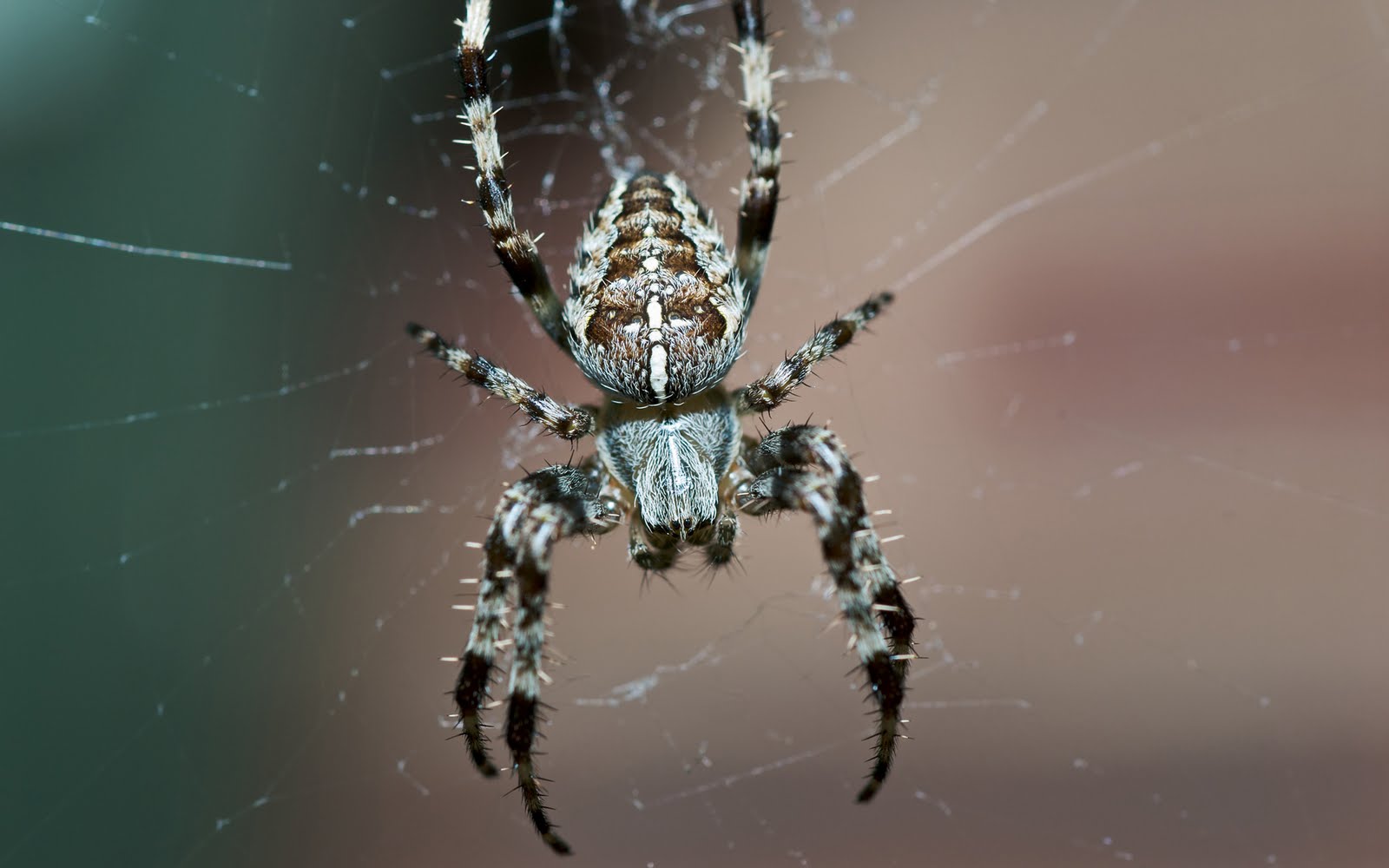 Spinnen Achtergronden