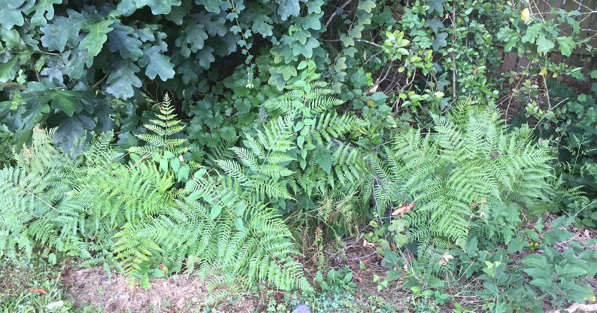 The Other Dunwoody: Fern Gully