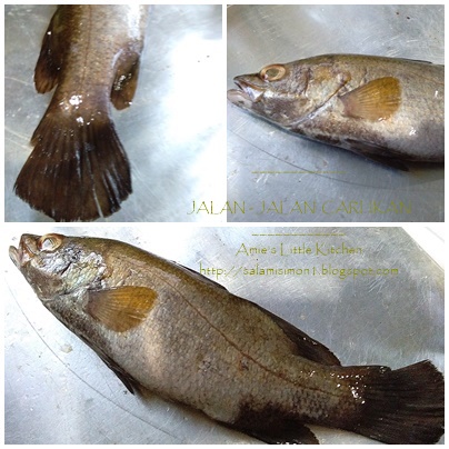 Kenali Hasil Laut dari Tambisan - Amie's Little Kitchen