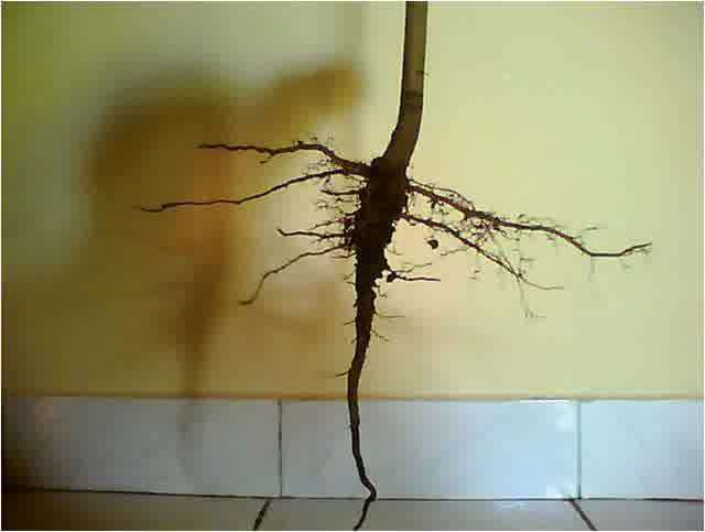 KHASIAT AKAR POKOK KUCING GALAK - Fakta Kucing