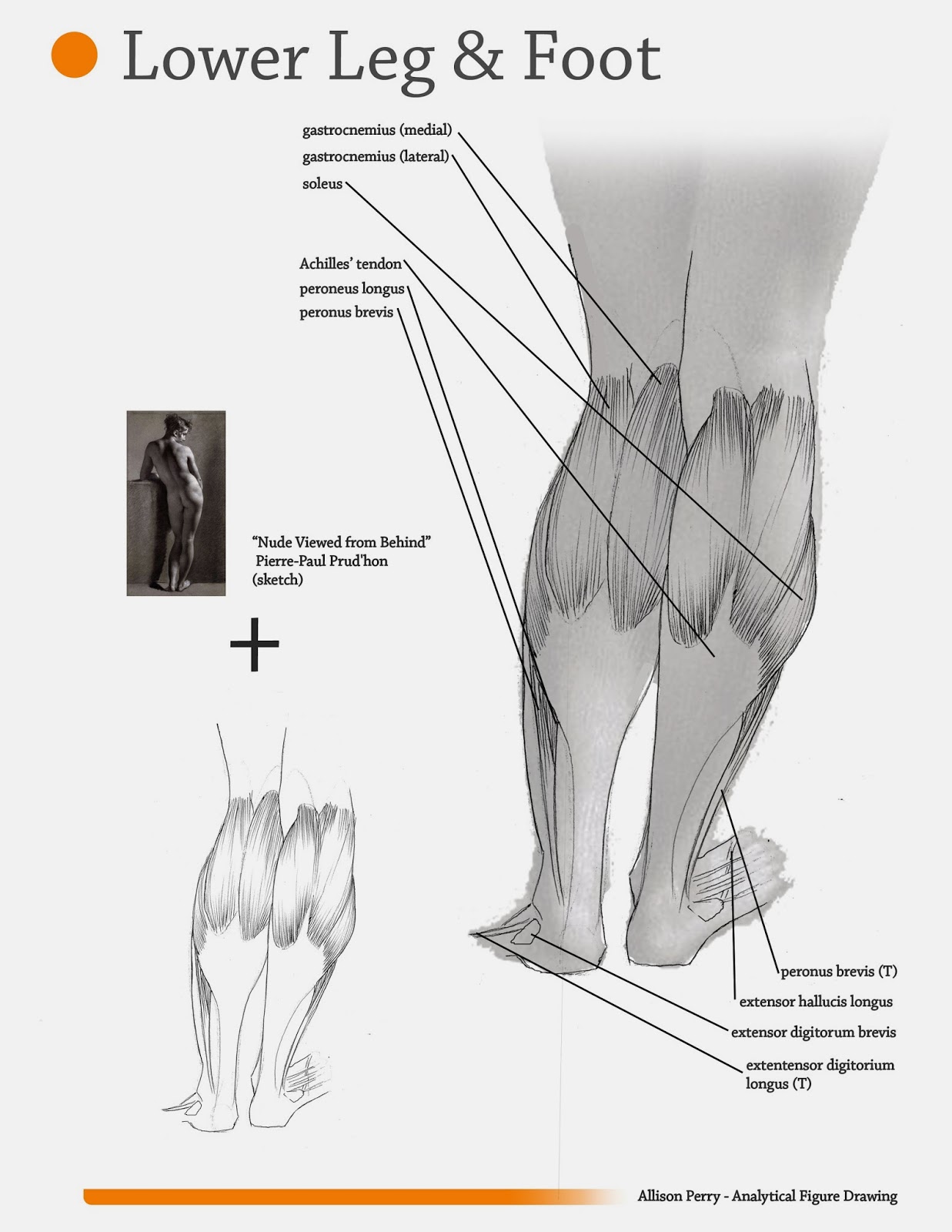 Analytical Figure Drawing: Process Book | Allison Perry