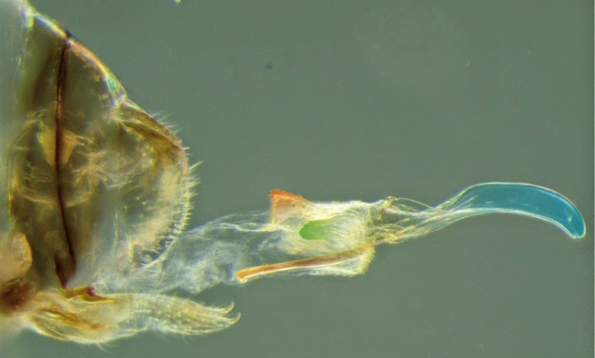 Órgãos genitais bizarros em animais são mais comuns do que você imagina ...