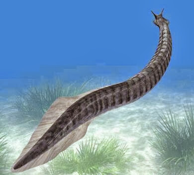 Cáceres al natural: MIS ANIMALES FAVORITOS: PIKAIA