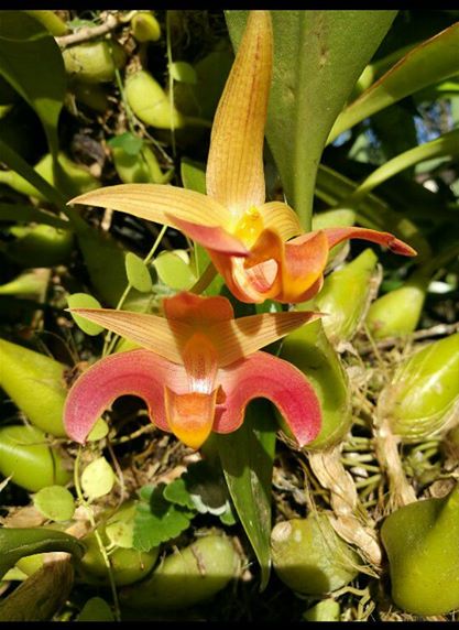 Berita TV Malaysia: BULBOPHYLLUM LOBII