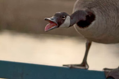 East Gwillimbury CameraGirl: A/Alphabe-Thursday