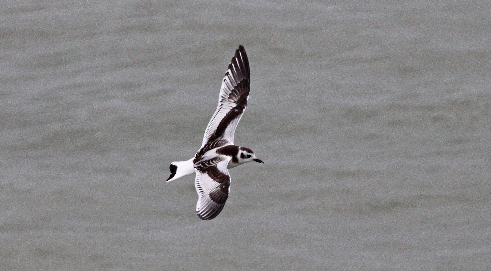 COLNE VALLEY BIRDER: Dungeness with Bedfordshire birders