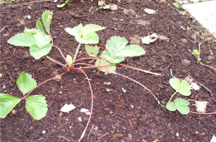 Bioblogueando con el F: Estolones