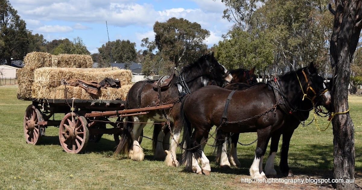 Tofu Photography: Cart horses and an old hay wagon in Jindera, NSW