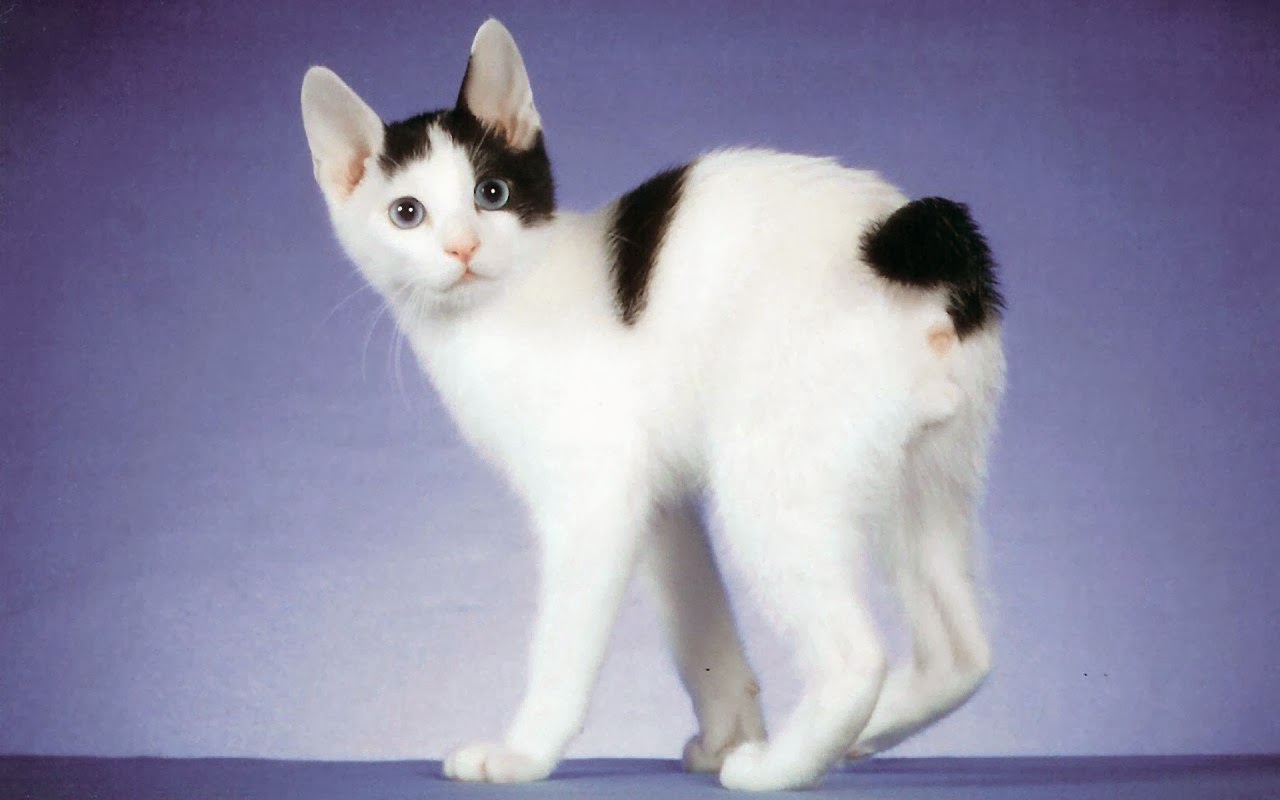 These Are 15 Pictures About Cat Breeds Japanese Bobtail Pets Lovers these-are-15-pictures-about-cat-breeds-japanese-bobtail-pets-lovers