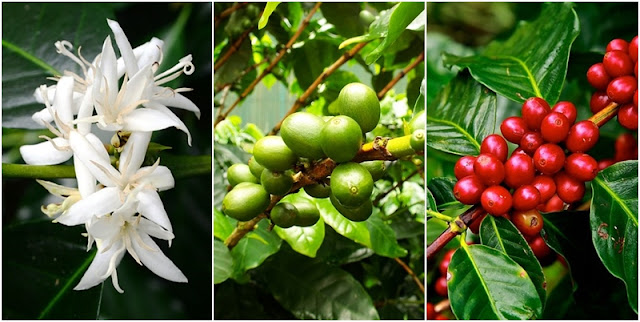 Cultura do cafeeiro (Coffea sp) - Cantinho verde - horta e jardim