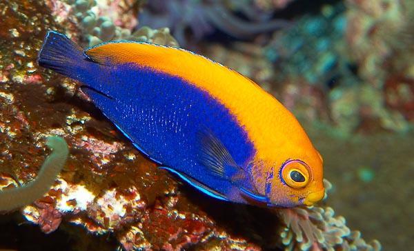 D' Ocean Aquarium: Ikan Angel (Angelfish)