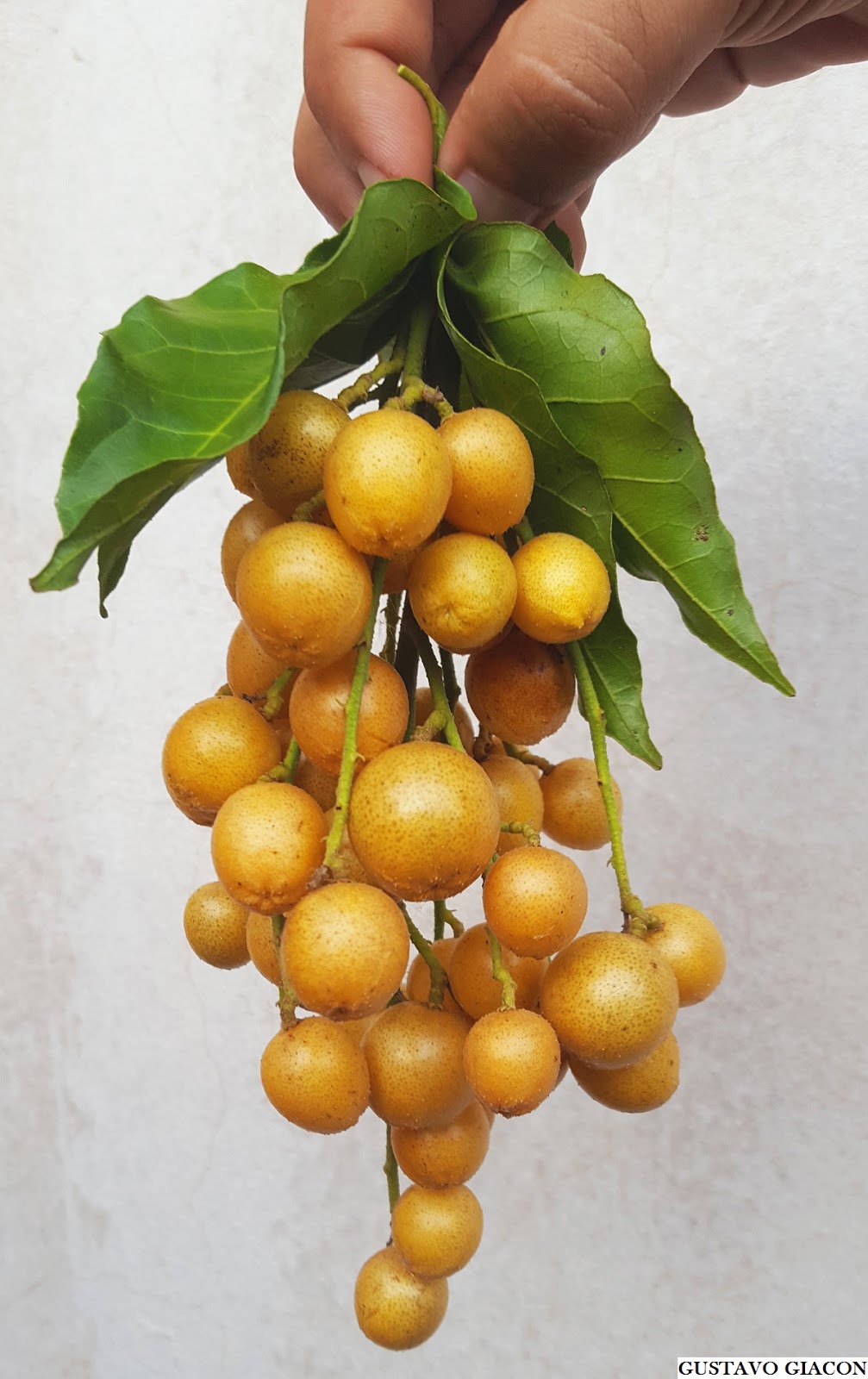 Viveiro Ciprest - Plantas Nativas e Exóticas: Clausena ou Wampi ...