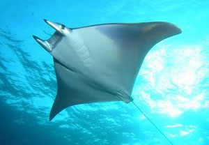 ANIMALES ACUATICOS: Mantarraya