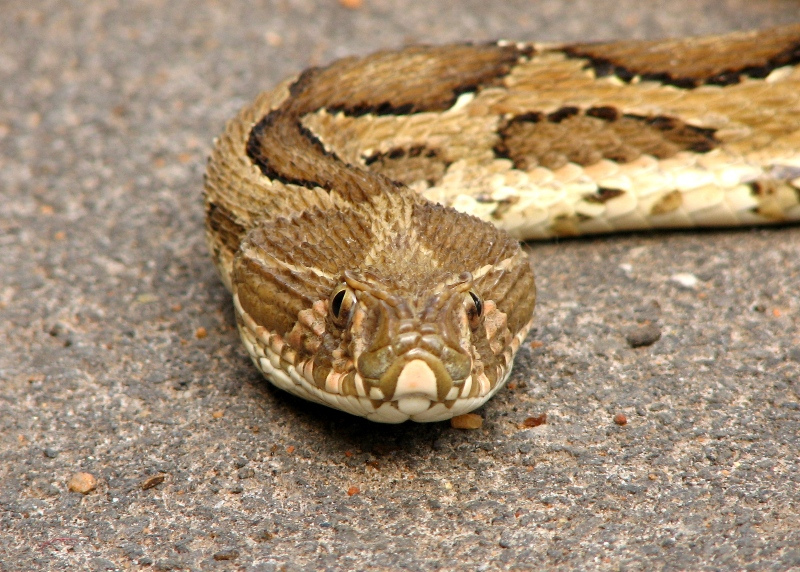 Russel Viper | Snakes