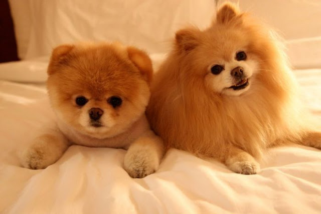 PERRITOS: Pomerania
