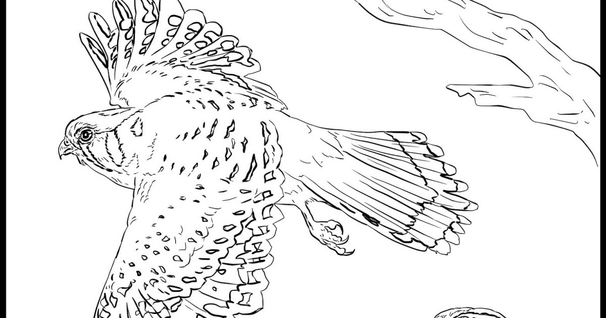 American Kestrel Drawing Sketch Coloring Page