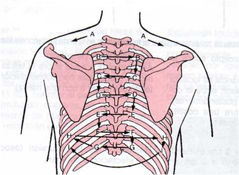 Enfermería Básica UCV : — TORAX ANTEROPOSTERIOR