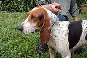 Perro Bloggero: El Primer perro de raza colombiana