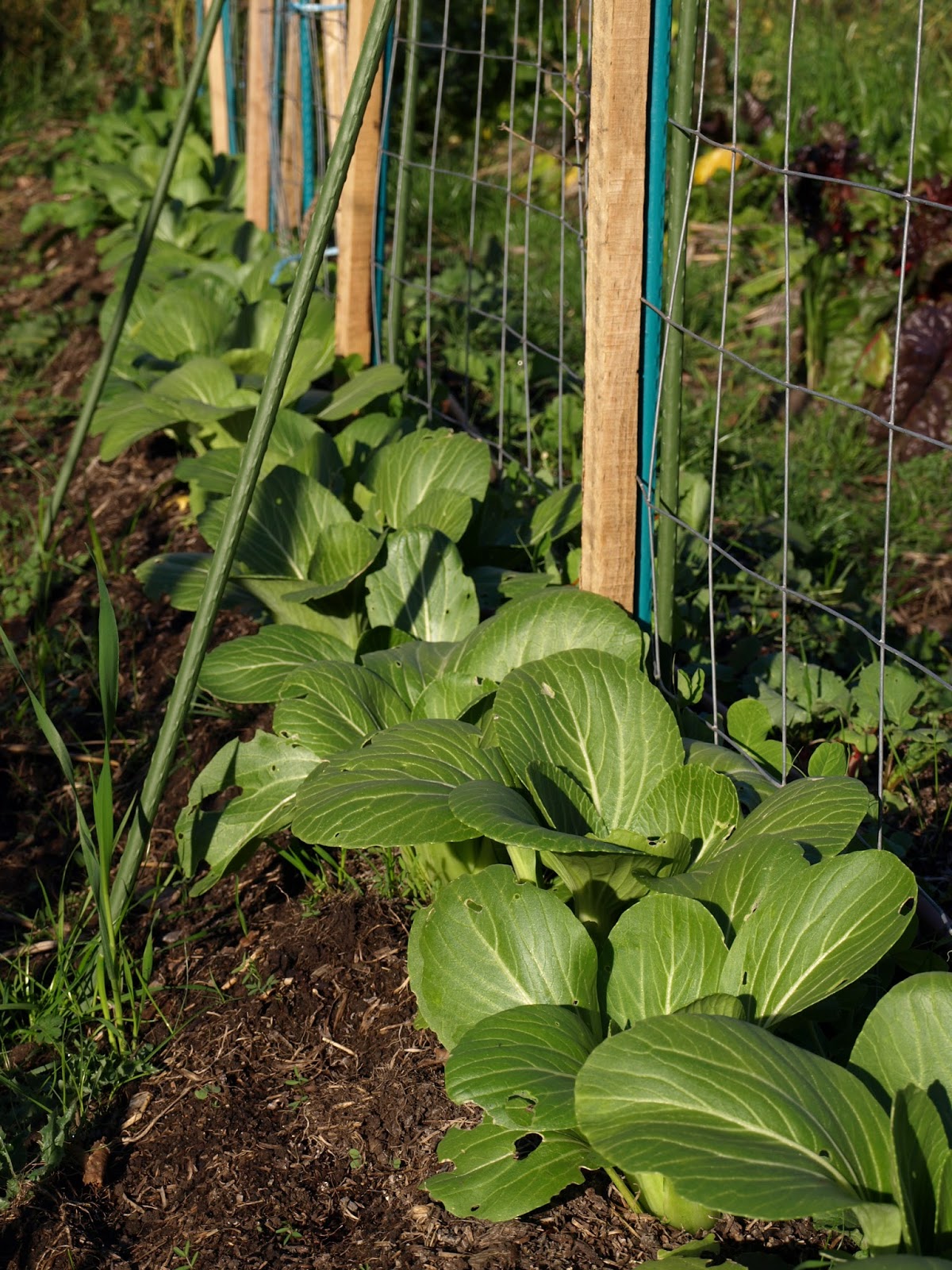 Malmsbury Kitchen Garden: In the Winter Garden...