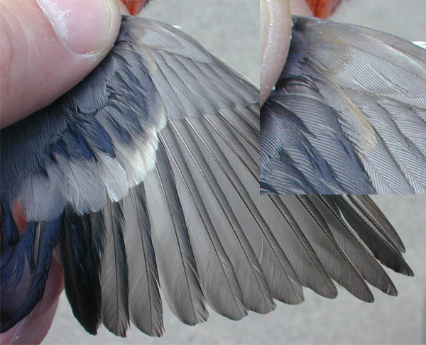 The Barley Birder: Bullfinch Bonanza at Botley Wood