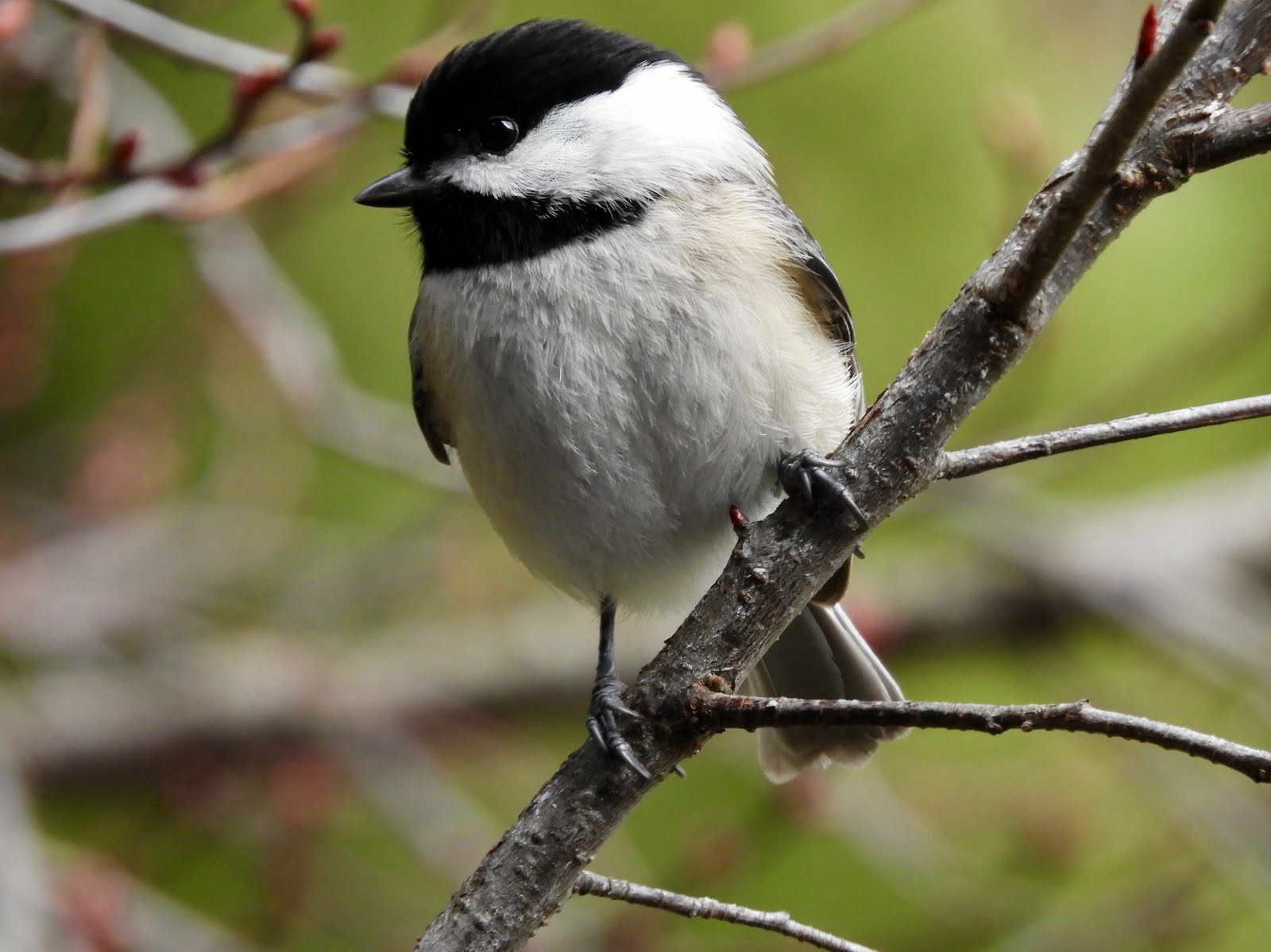 It's All About Purple: The Chickadees...