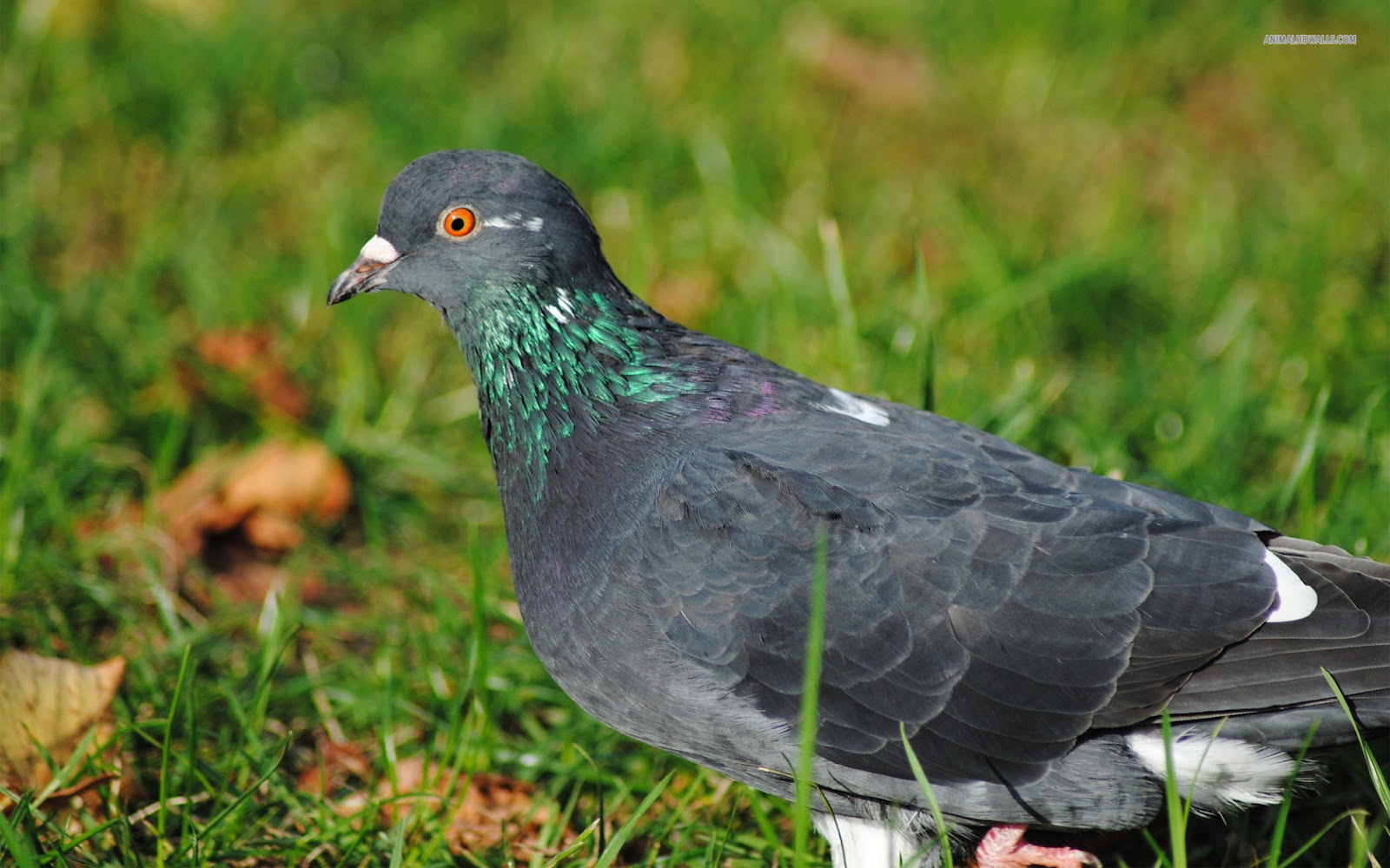 Awesome & Beautiful wallpapers OF Pigeon In HD - For More Wallpapers ...