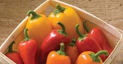 On Metzger Heritage Farm: Pepper Varieties Available