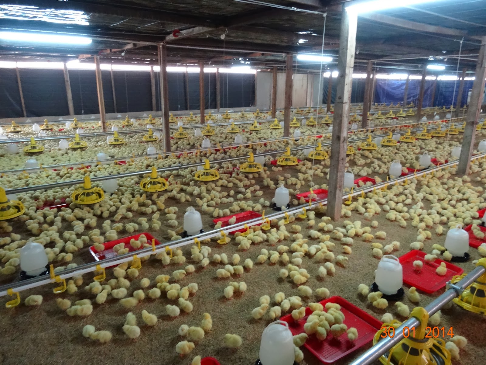OBO: Pusingan Pertama: Projek Ternakan Ayam Pedaging Sistem Reban ...
