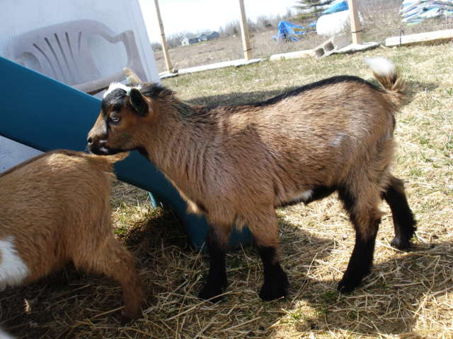 Mini Yooper Goats