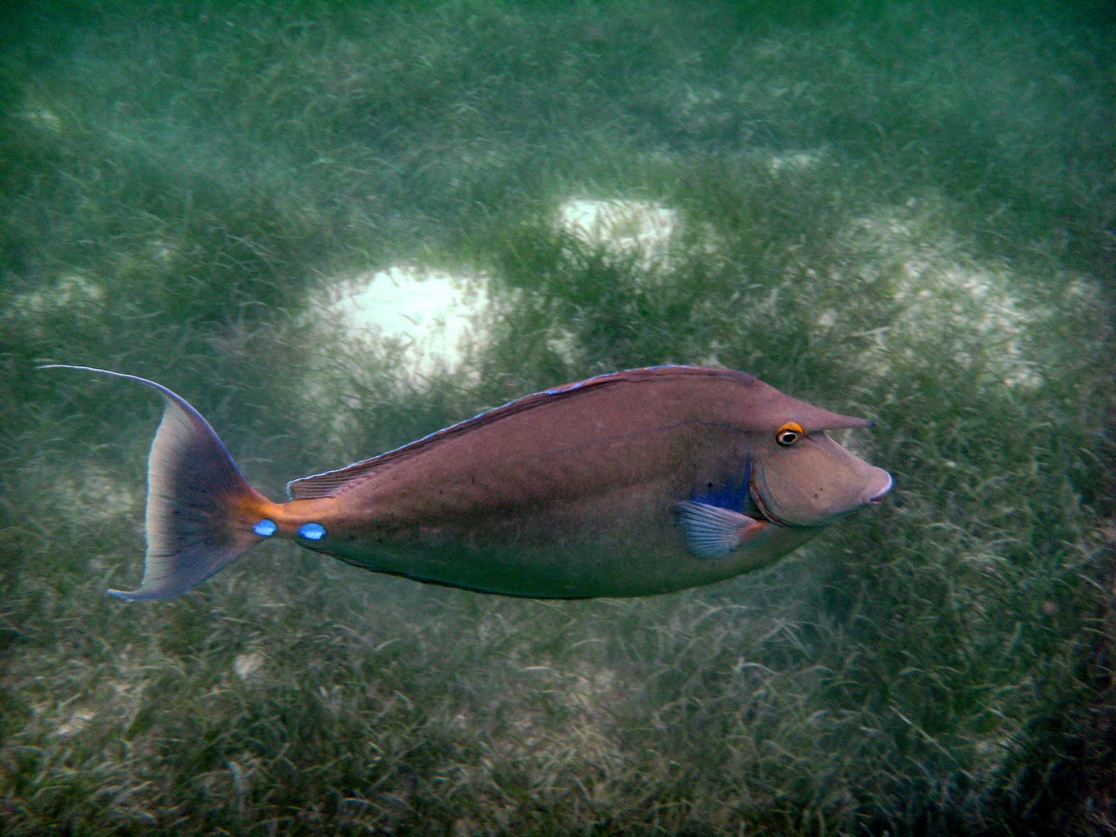 Le Tuba, c'est super sympa