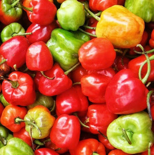 Si Raja Pedas! Inilah Cabai Primadona Khas Tana Toraja - Your Healthy Media