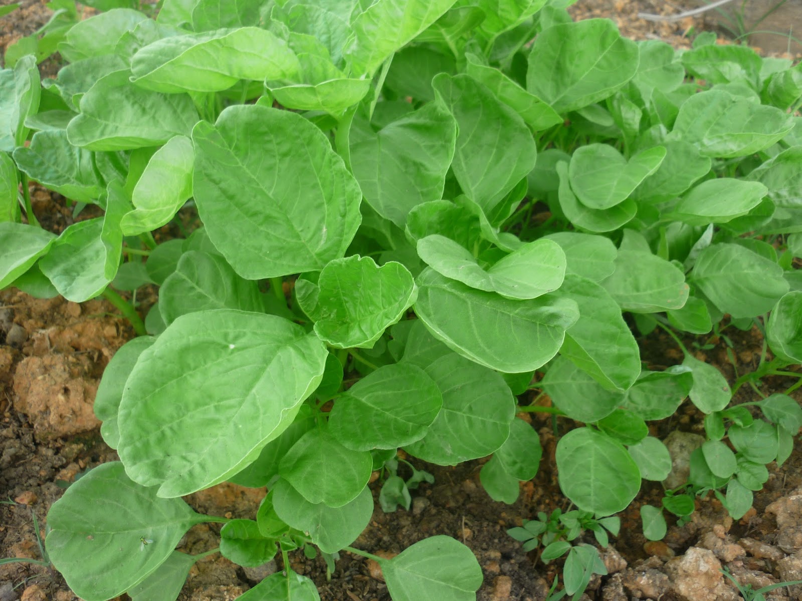 Disini dalam lingkaran ini: sawi ada, bayam hijau ada, bayam merah ada ...