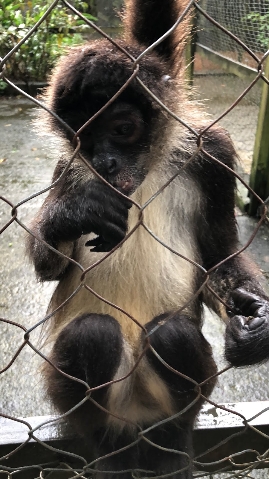 CRUISE LIKE A DAVIS : Pearls of Wisdom- Coxen Hole, Roatan