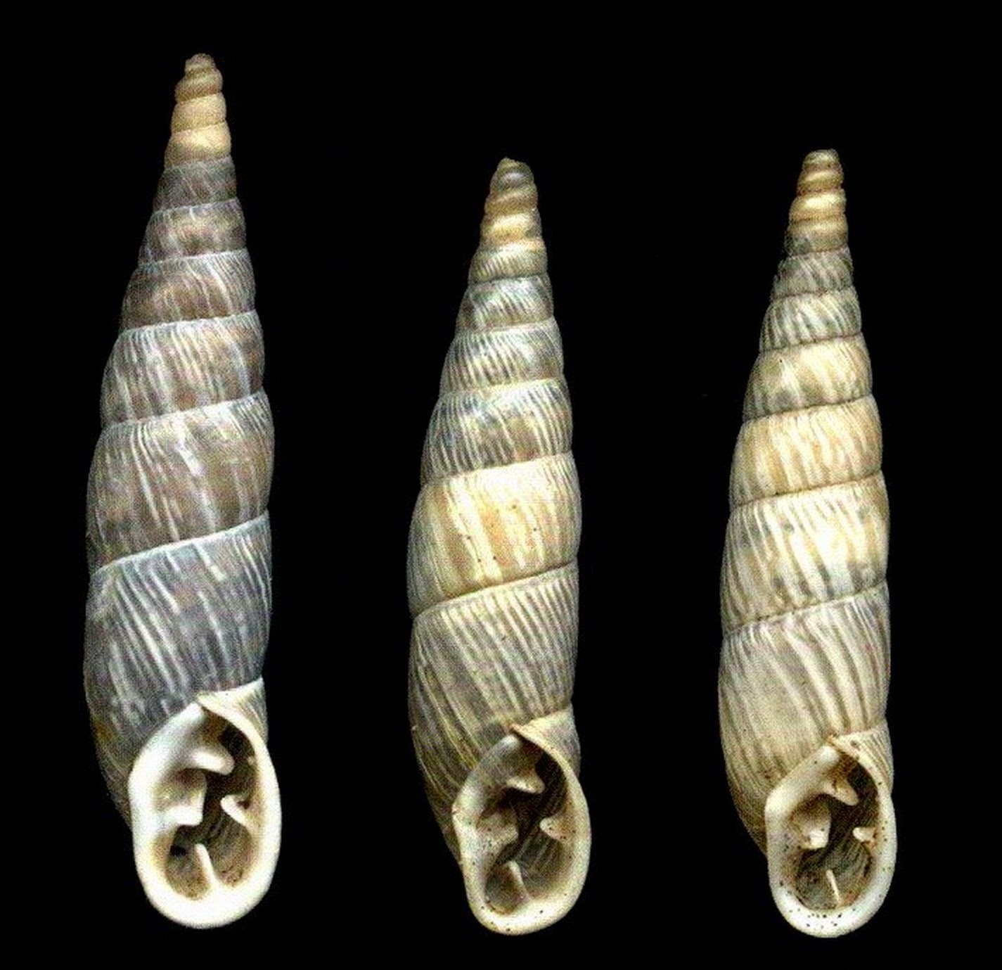 Moluscos terrestres de Argentina: Spixia salinicola (Doering, 1877)