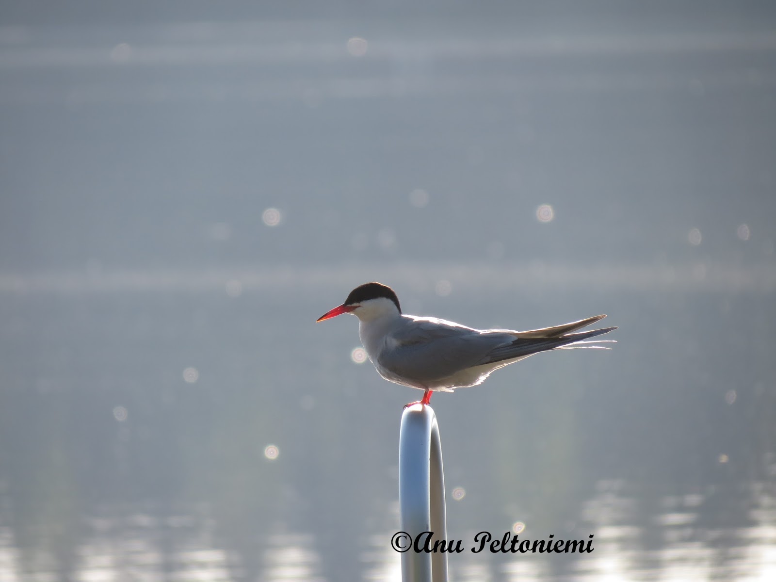 Lintuilua - Birding: Tiira