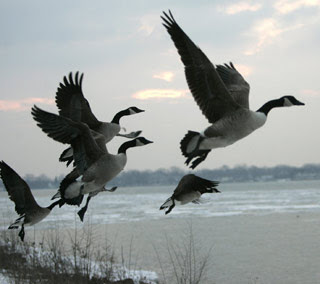 "Something Told the Wild Geese": Rachel Lyman Field