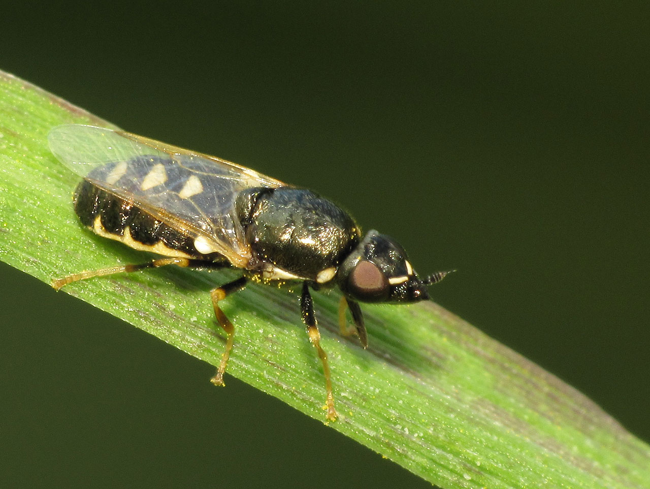 Stratiomyidae Larvae