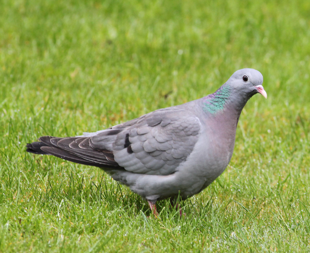 Another Bird Blog: Friday Fare