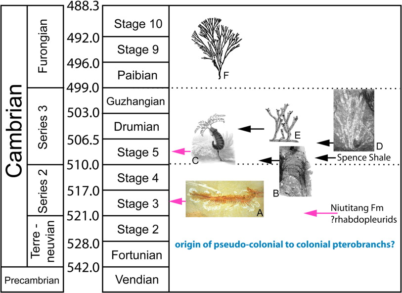 The Dragon's Tales: Origin and Evolution of Hemichordata