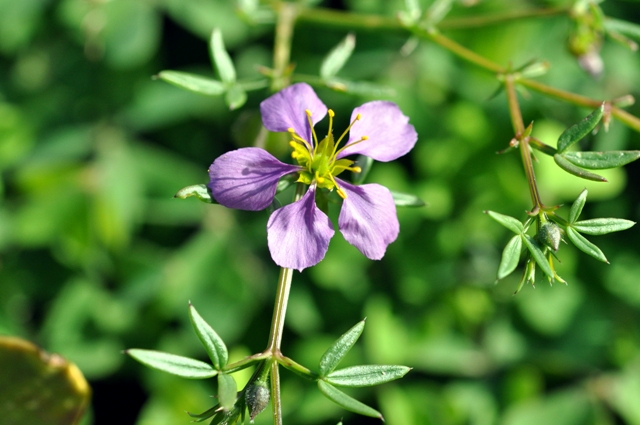 Maltese Nature: The fagonia