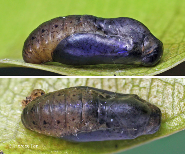 Butterflies of Singapore: Life History of the Singapore Four-Line Blue