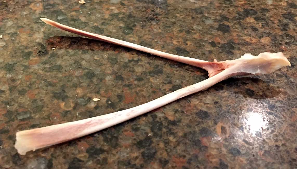 Louisville Fossils and Beyond: 11/01/2018 - 12/01/2018