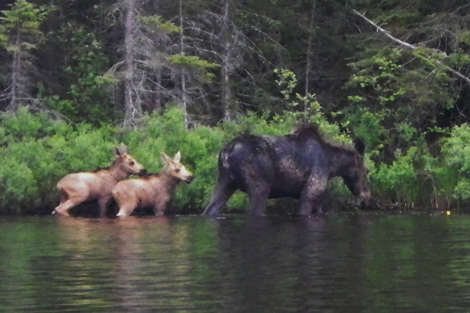 Wolf Bait - Tuscarora Lodge & Canoe Outfitters