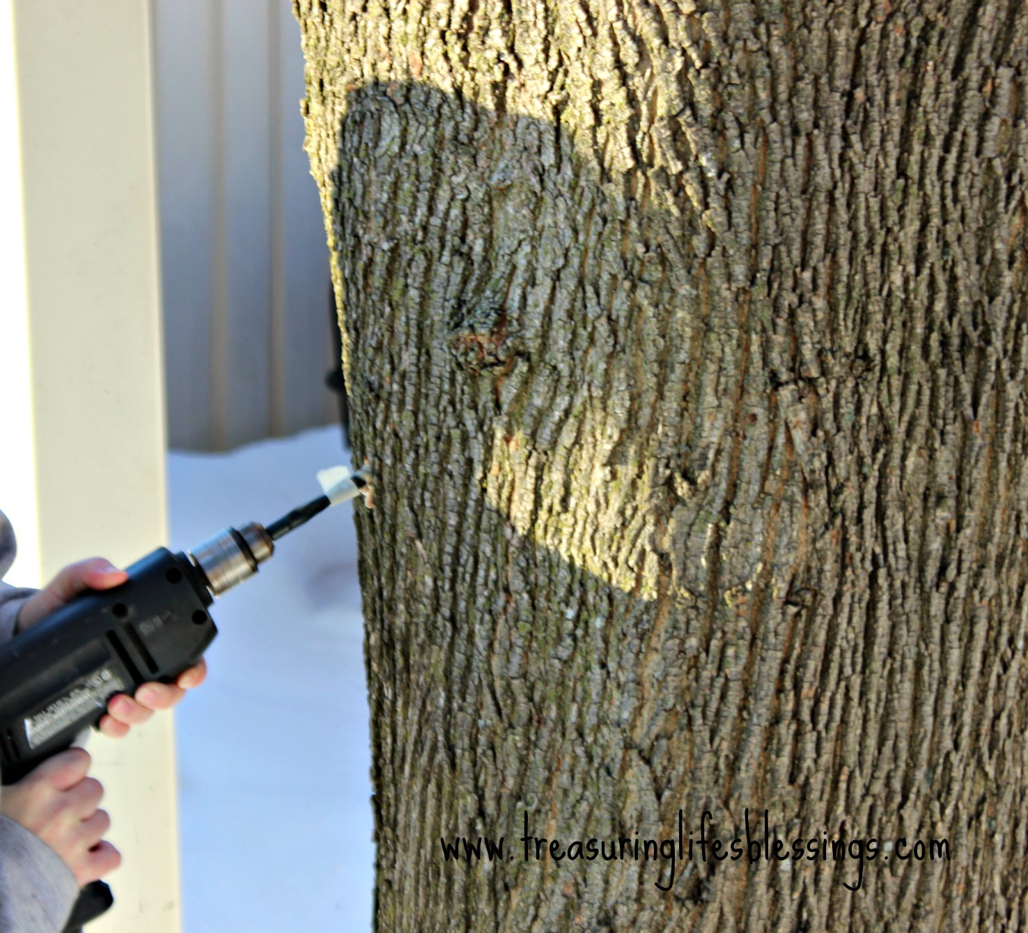 Tap My Trees- Review - Treasuring Life's Blessings